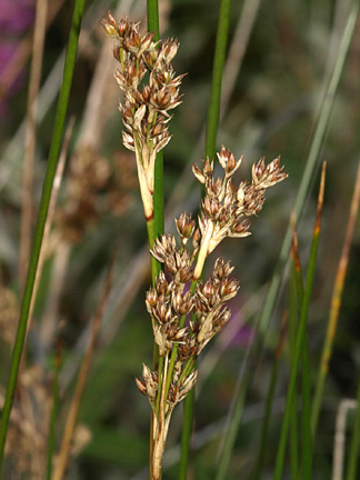 Juncus maritimus